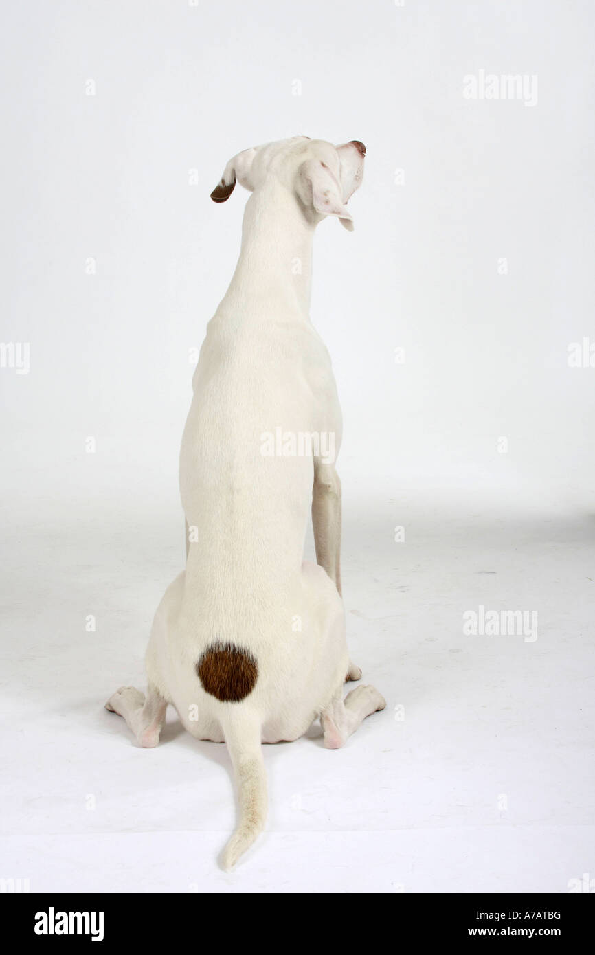 Dog from behind hi-res stock photography and images - Alamy