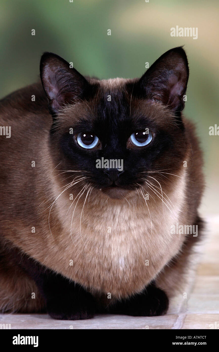 Classic Siamese Cat Stock Photo - Alamy