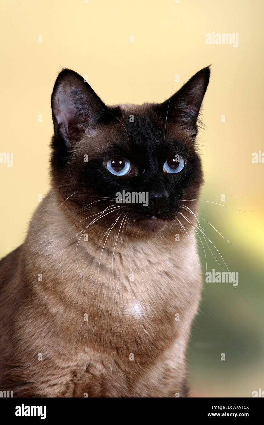 Classic Siamese Cat Stock Photo - Alamy