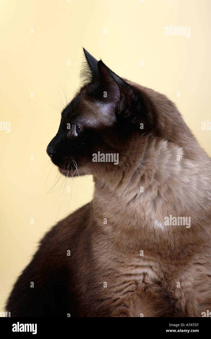 Classic profile hi-res stock photography and images - Alamy