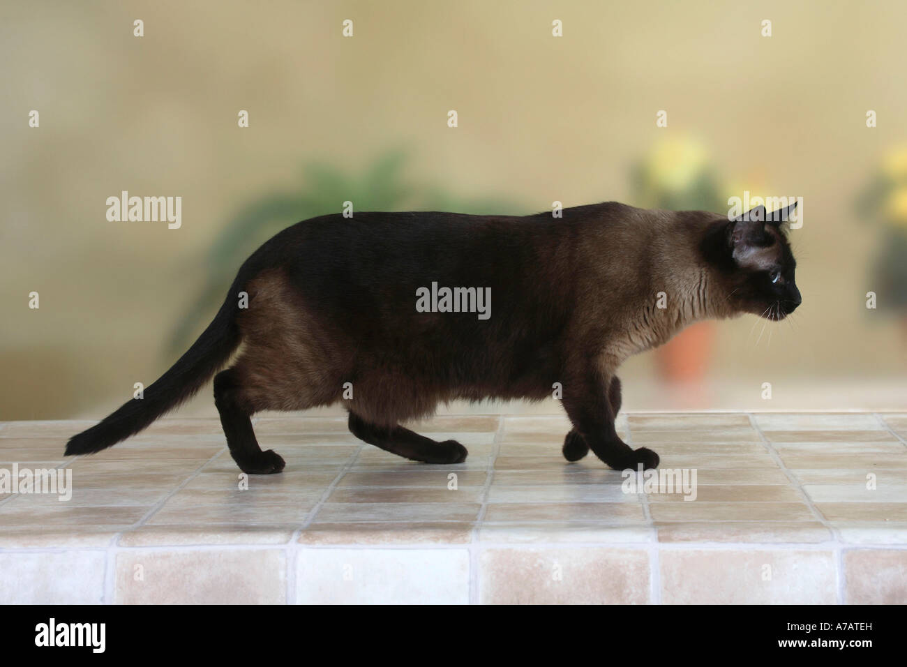 Walking siamese cat hi-res stock photography and images - Alamy