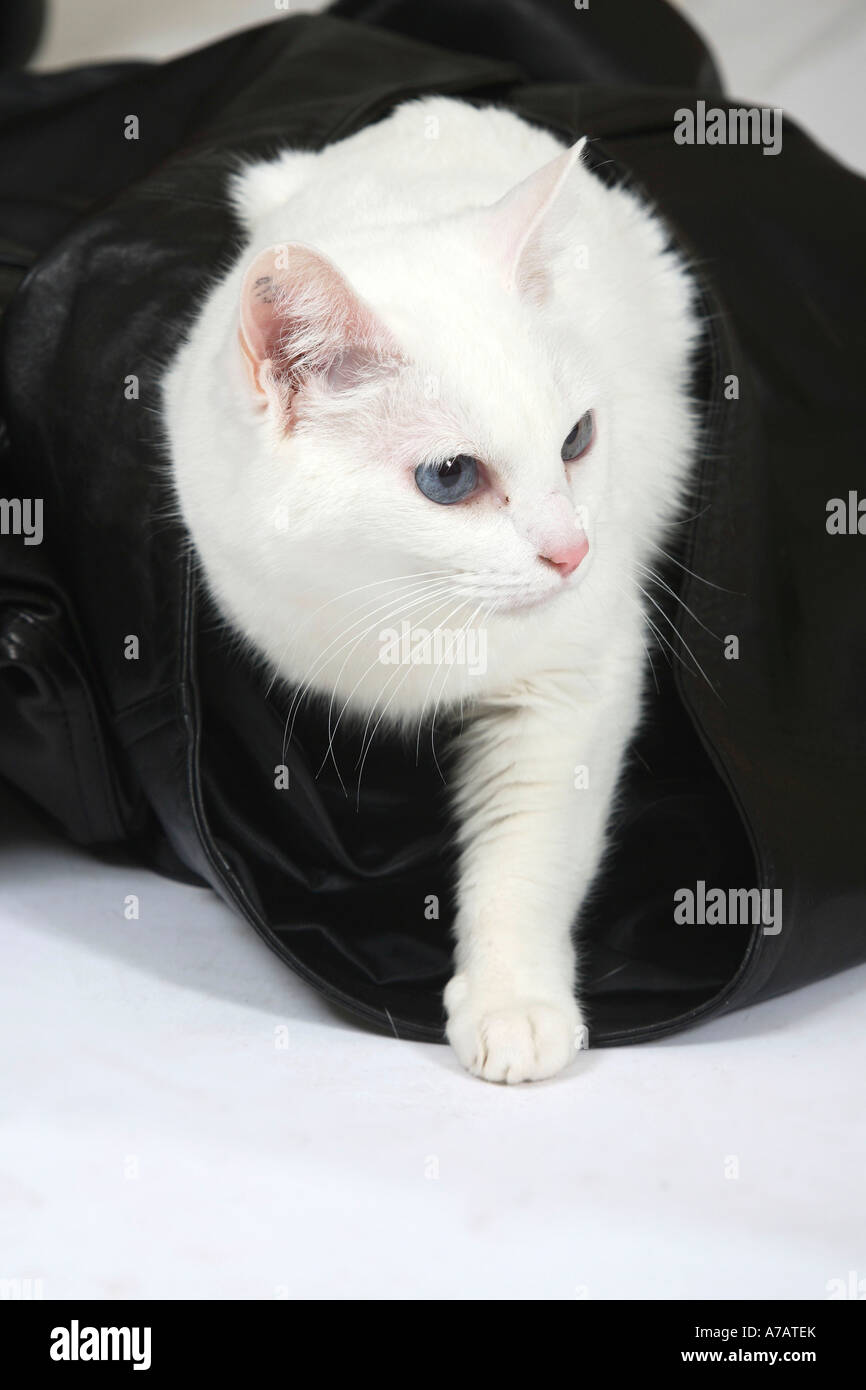 Oriental shorthair cat hi-res stock photography and images - Alamy