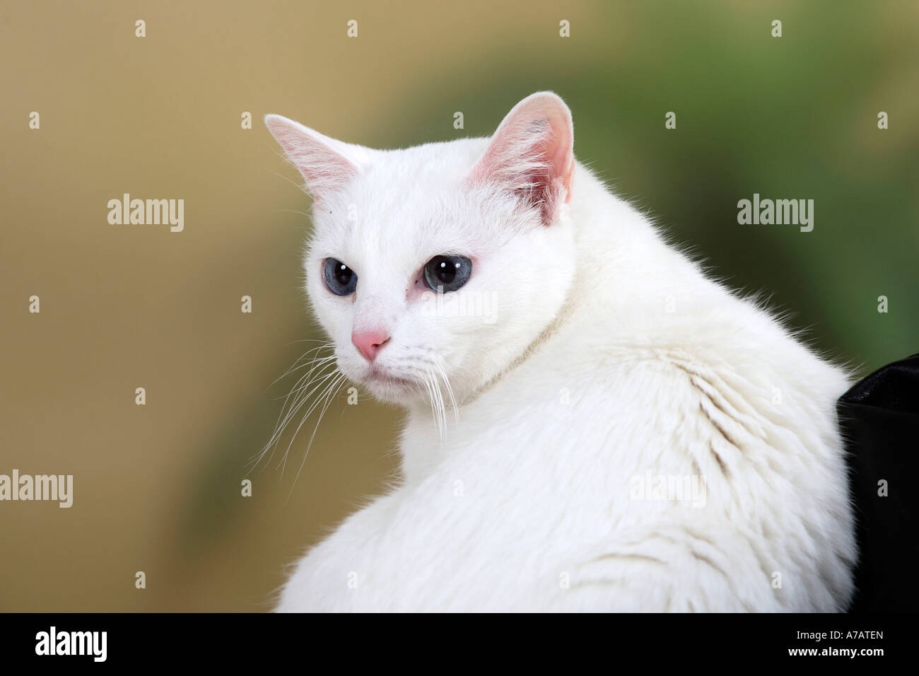 Oriental shorthair cat hi-res stock photography and images - Alamy