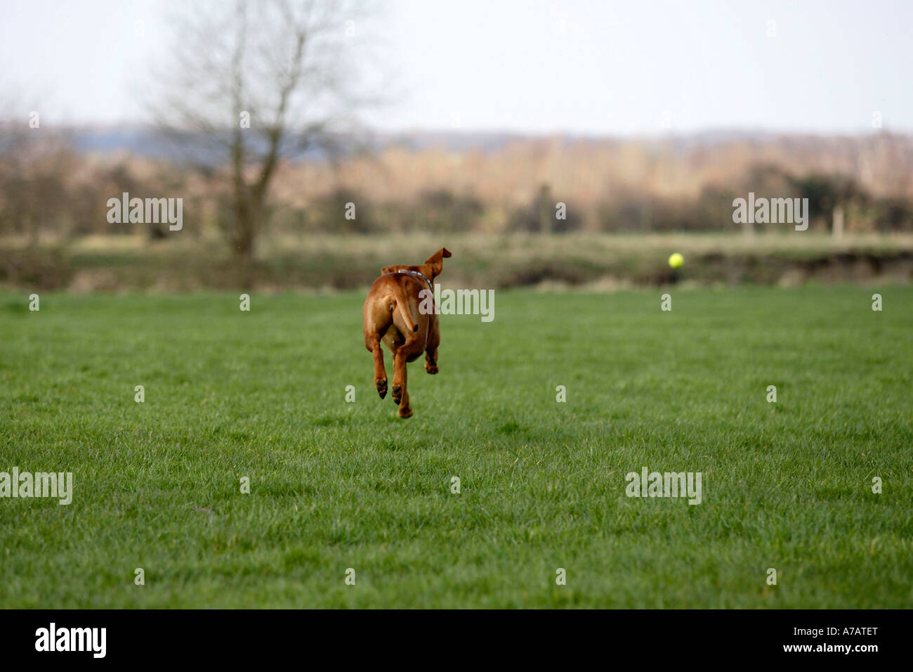 Running rhodesian ridgeback hi-res stock photography and images - Alamy
