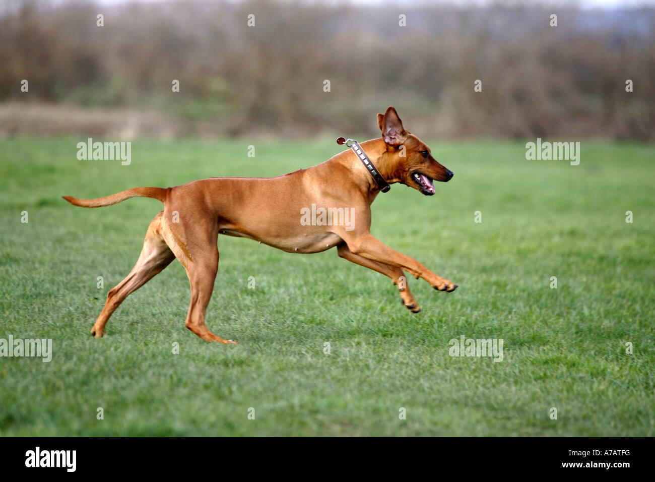Rhodesian Ridgeback side Stock Photo - Alamy