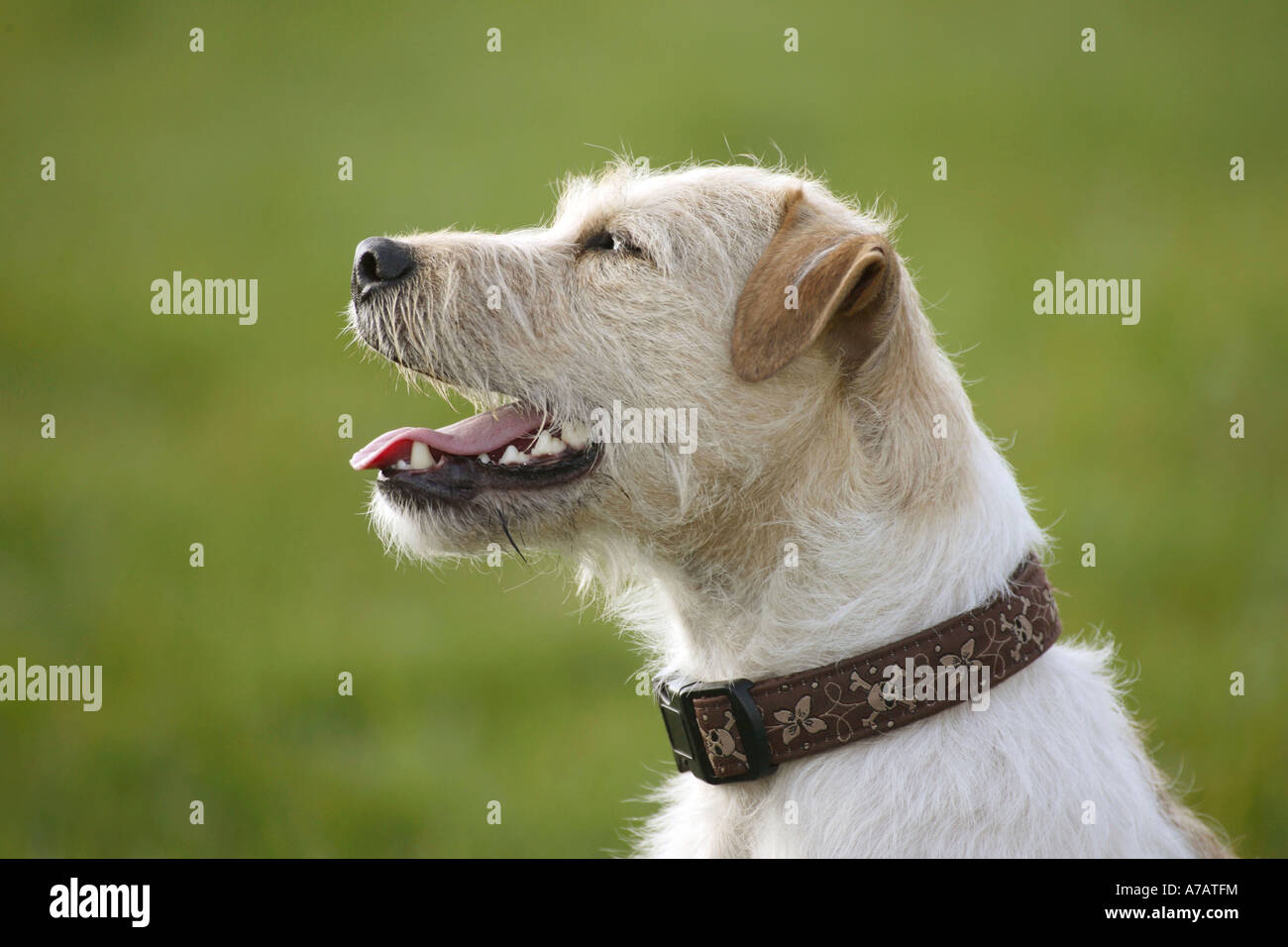 Profile shot jack russell hi-res stock photography and images - Alamy