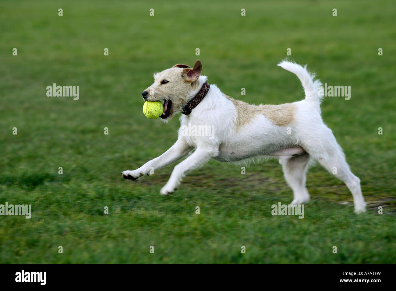 Parson Russell Terrier ball Stock Photo - Alamy