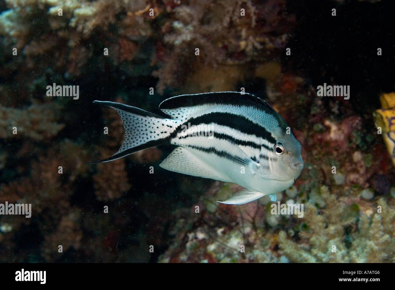 Lamarch angelfish hi-res stock photography and images - Alamy