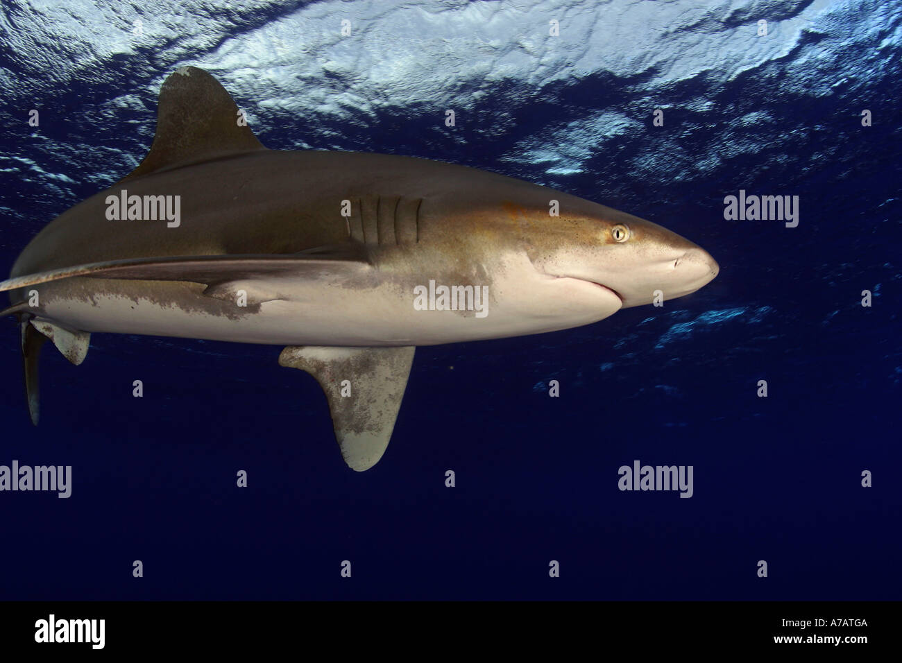 Oceanic whitetip shark, Carcharhinus longimanus, off the Big Island in ...