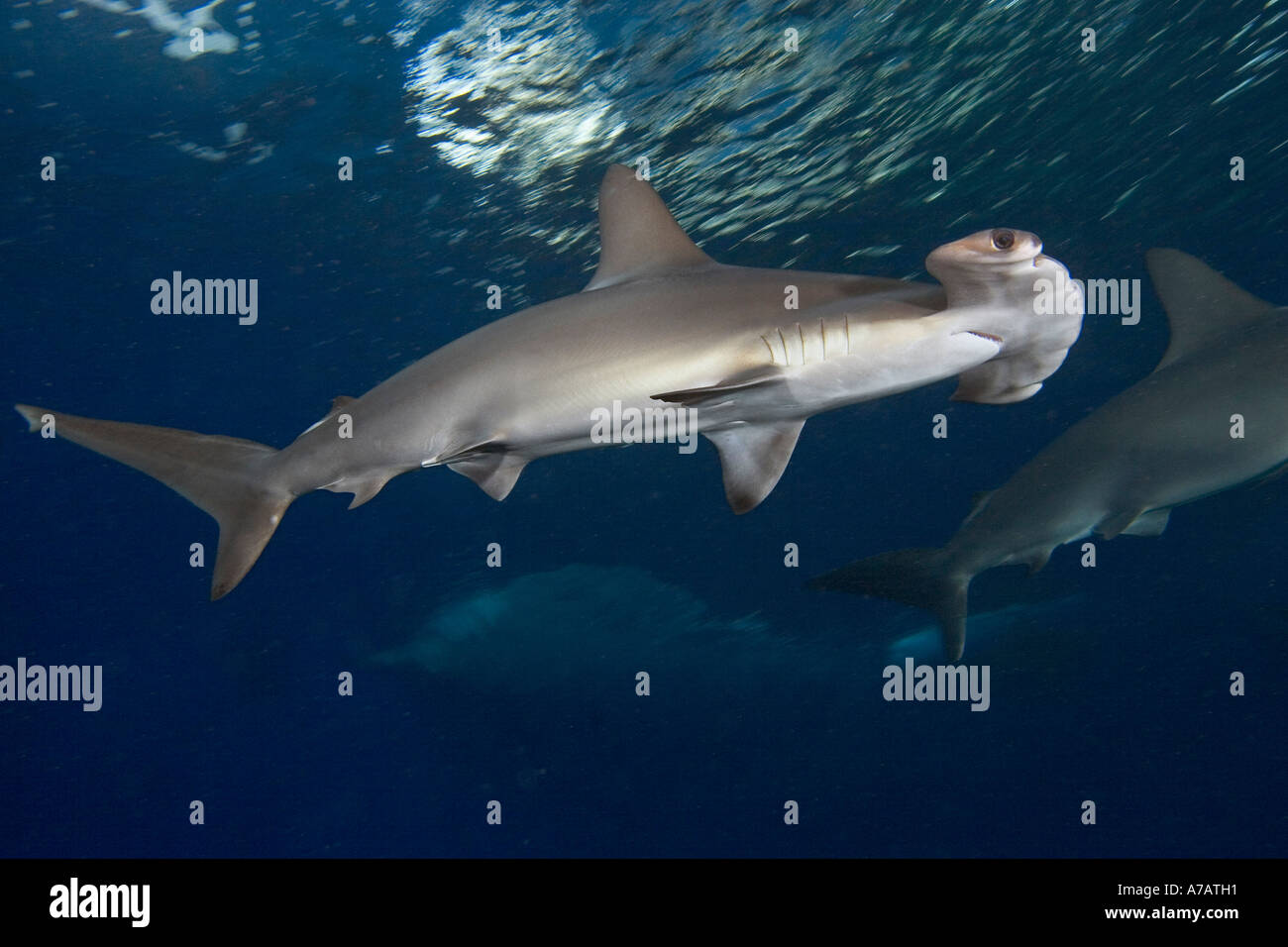 Scalloped hammerhead shark, Sphyrna lewini, Hawaii Stock Photo - Alamy