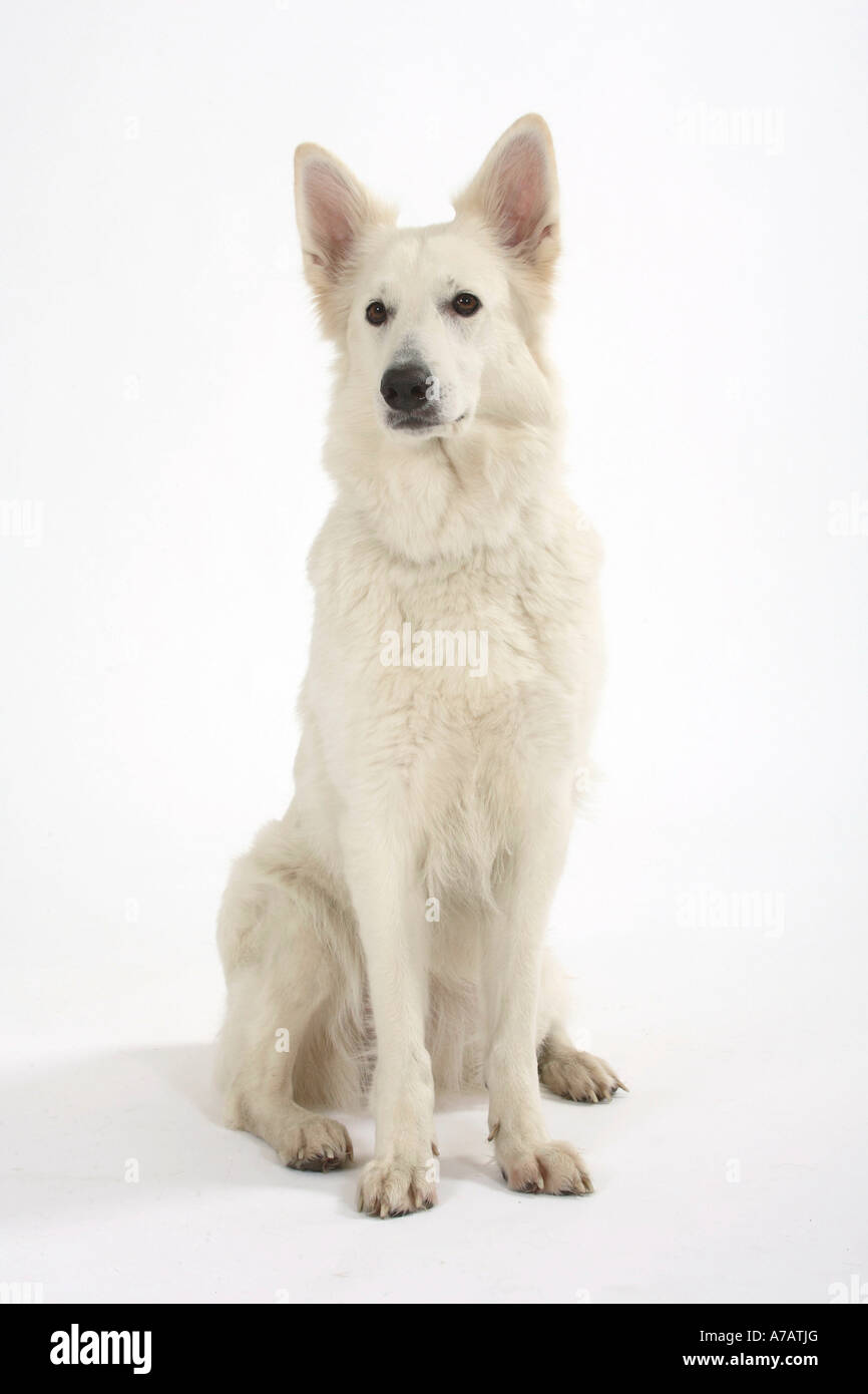 White Swiss Shepherd Dog Berger de Swisse Stock Photo - Alamy