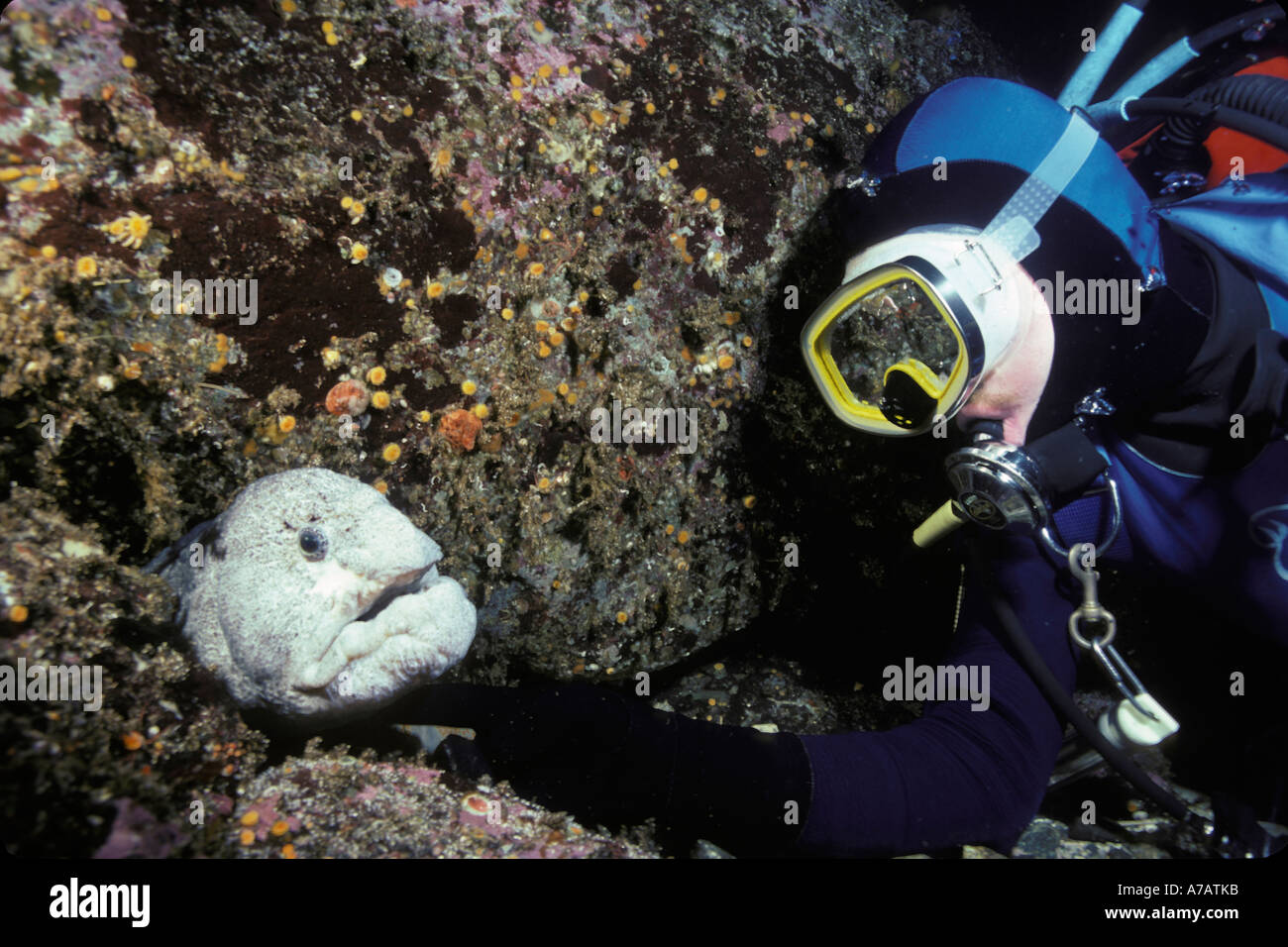 Diver [MR] and a wolf eel, Anarrhichthys ocellatus, British Columbia ...