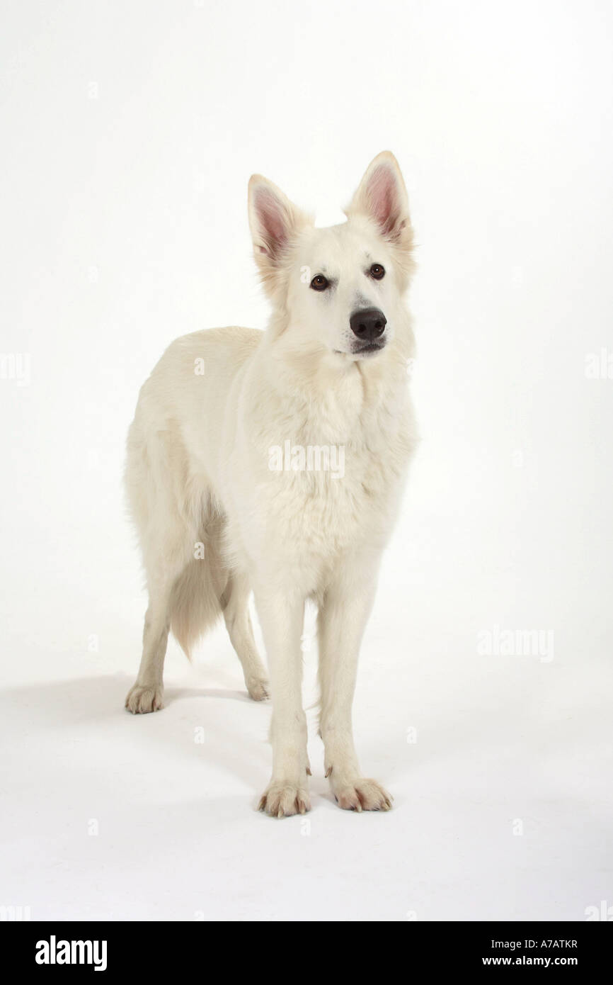 White Swiss Shepherd Dog Berger de Swisse Stock Photo - Alamy