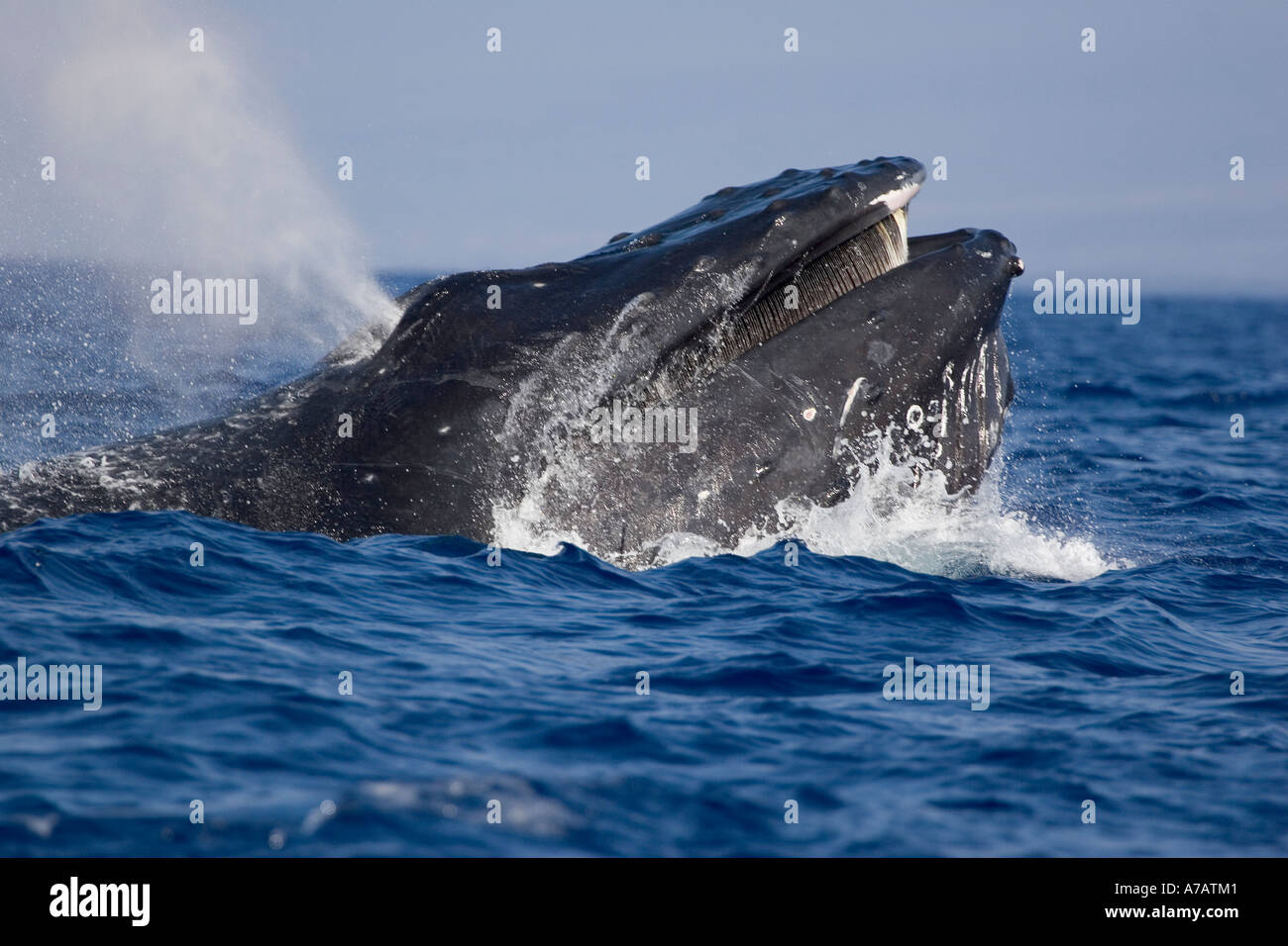 Blue whale baleen plate hi-res stock photography and images - Alamy
