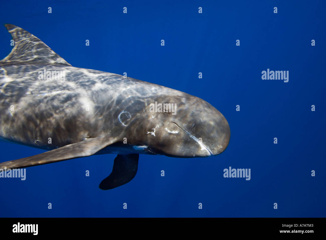 Pygmy killer whale, Feresa attenuata, also known as the slender ...