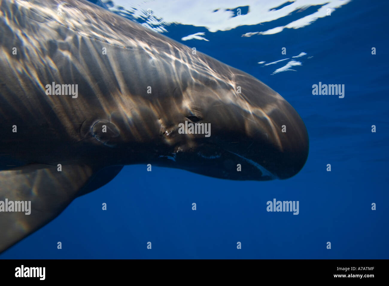 Pygmy killer whale, Feresa attenuata, also known as the slender ...