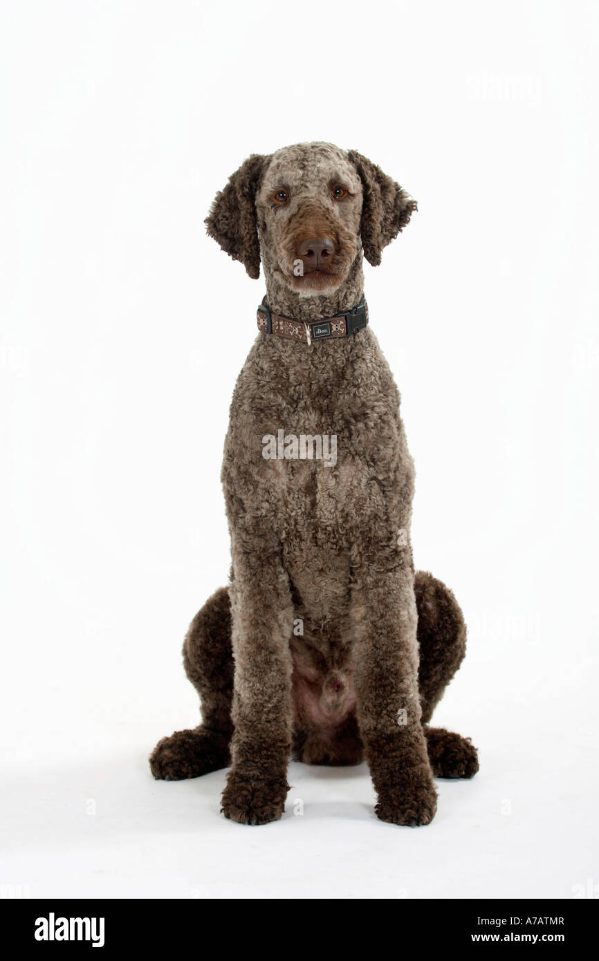 Standard poodle hi-res stock photography and images - Alamy