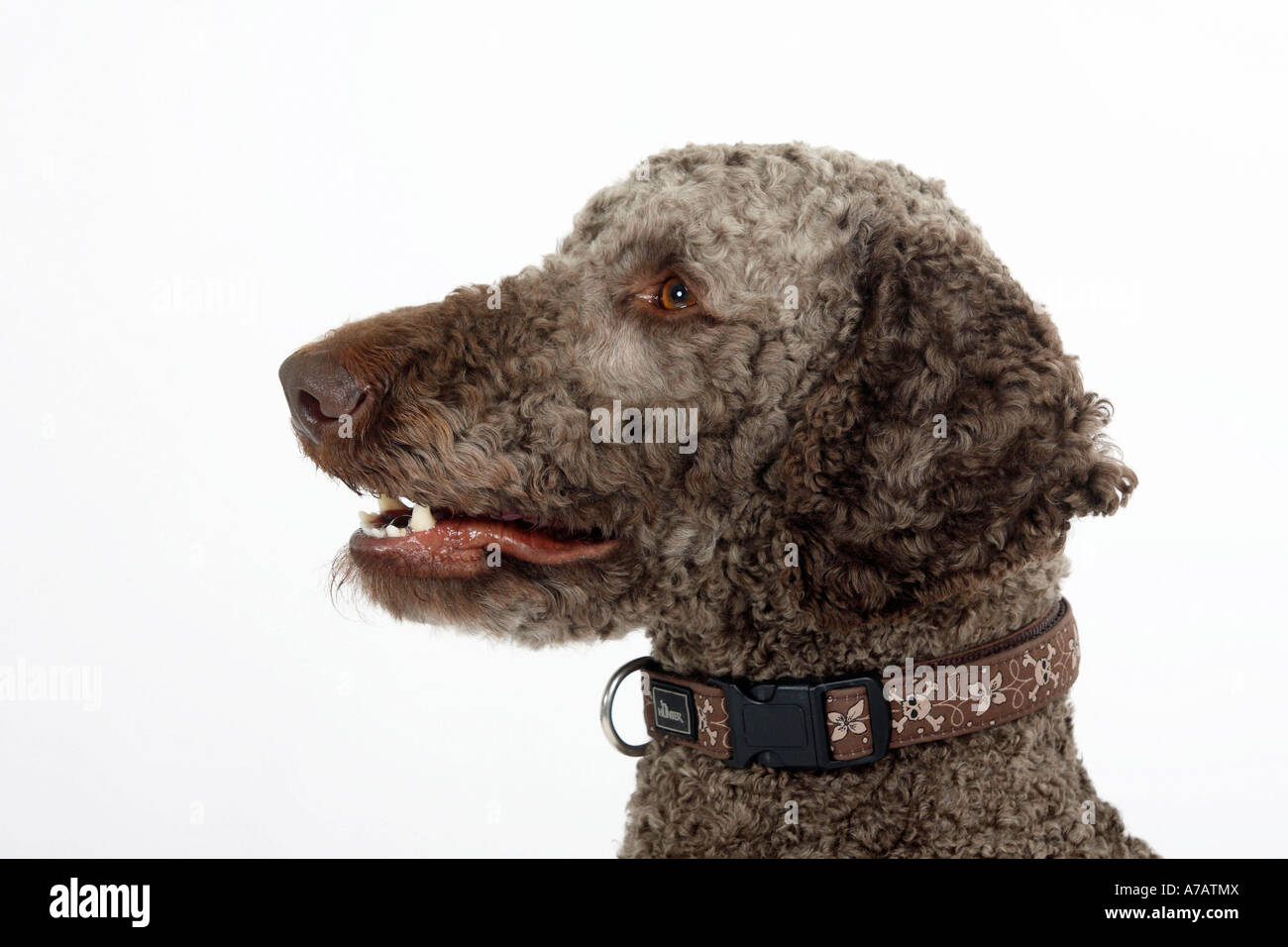 Standard Poodle brown sheared side profile collar Stock Photo - Alamy