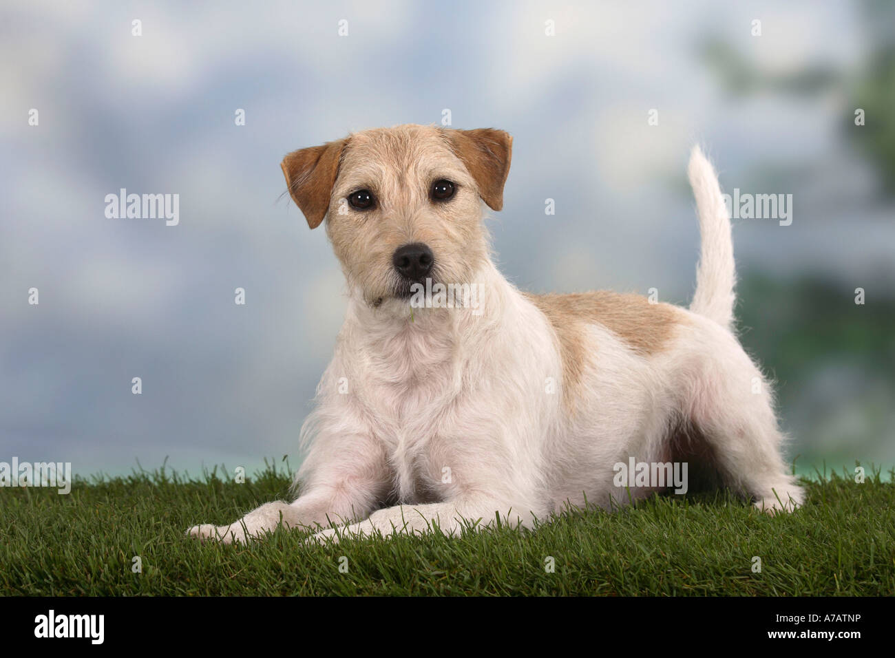 Parson Russell Terrier Stock Photo - Alamy
