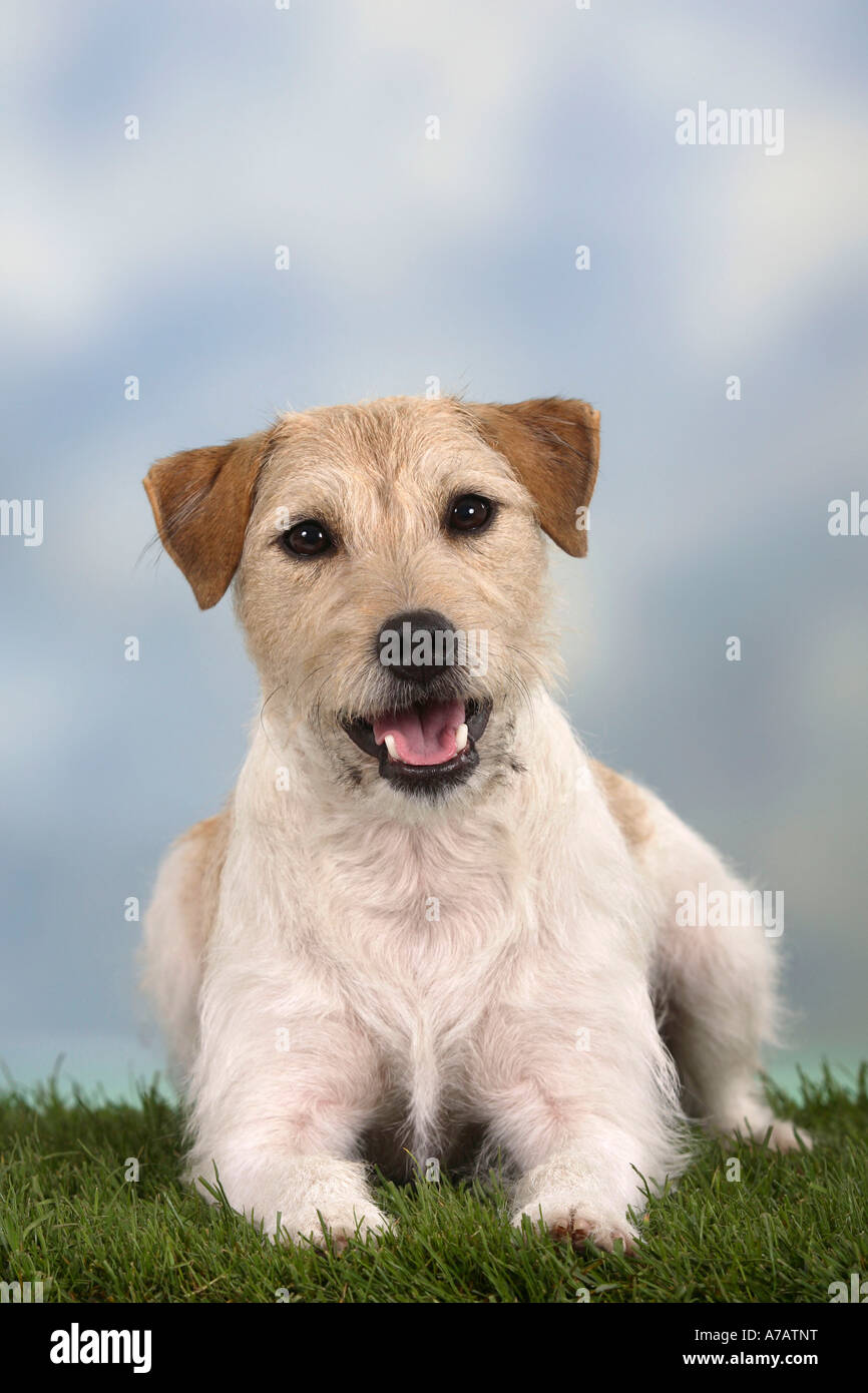 Parson Russell Terrier Stock Photo - Alamy