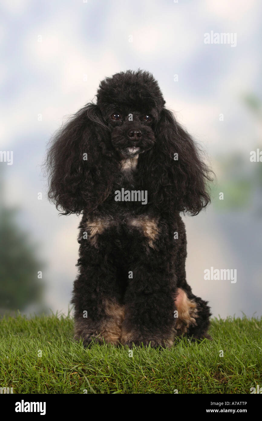 Miniature Poodle Black Tan High Resolution Stock Photography and Images ...