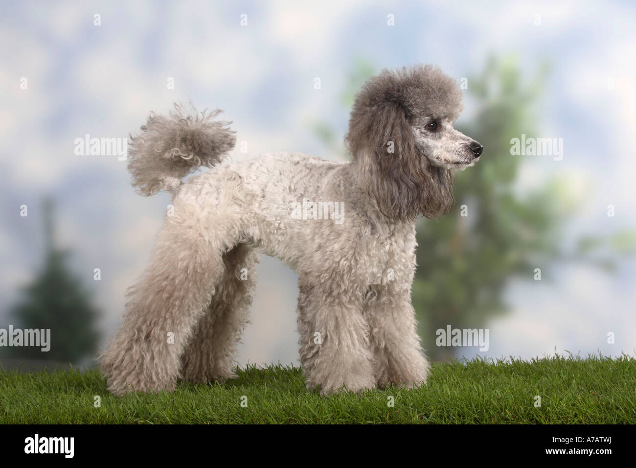 Miniature Poodle silver side Stock Photo - Alamy