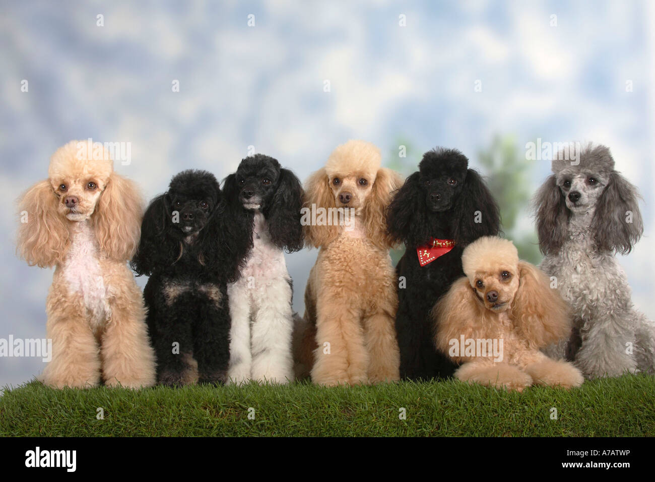 Miniature Poodles several colours Stock Photo - Alamy