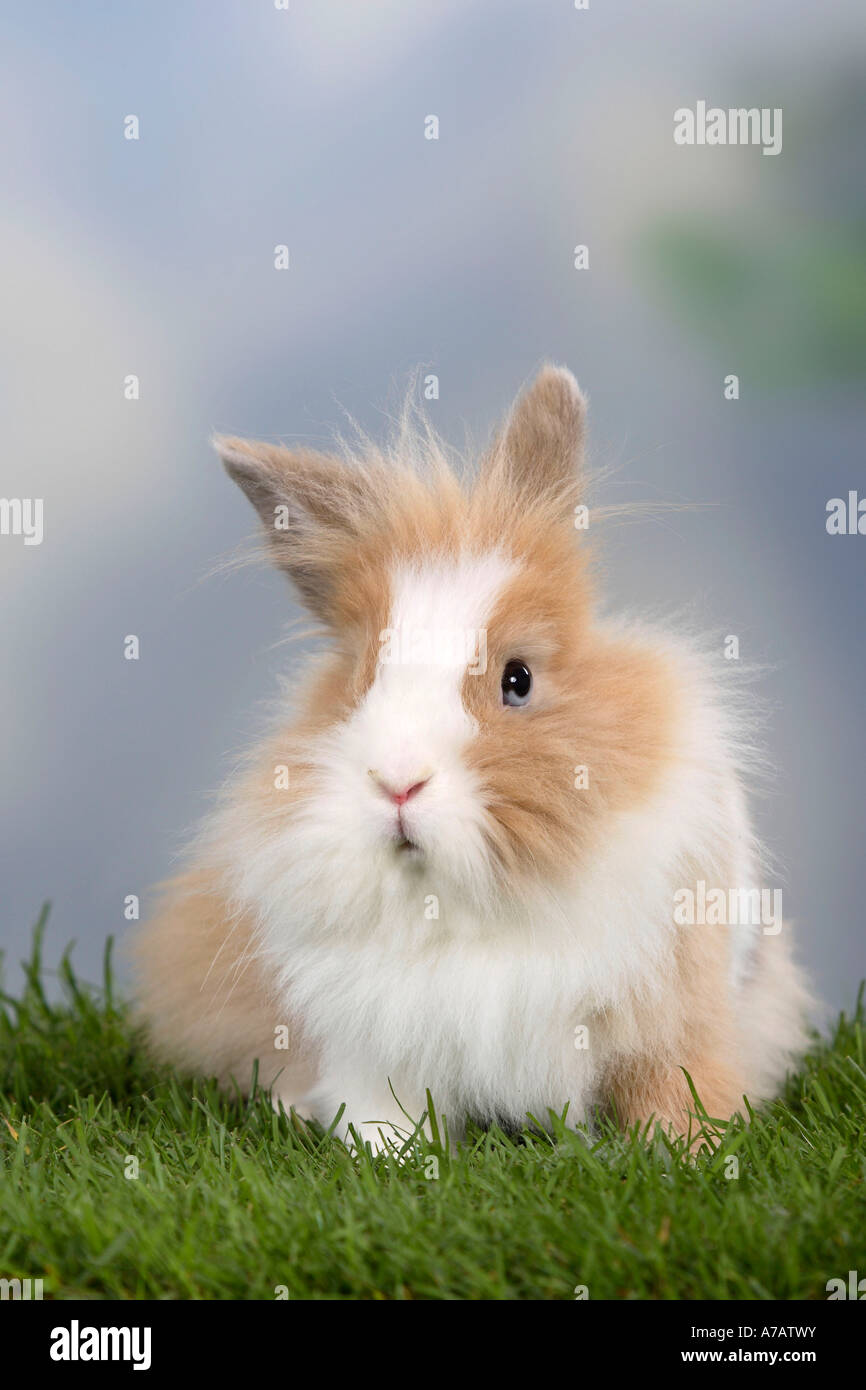 Lion maned Dwarf Rabbit Stock Photo - Alamy