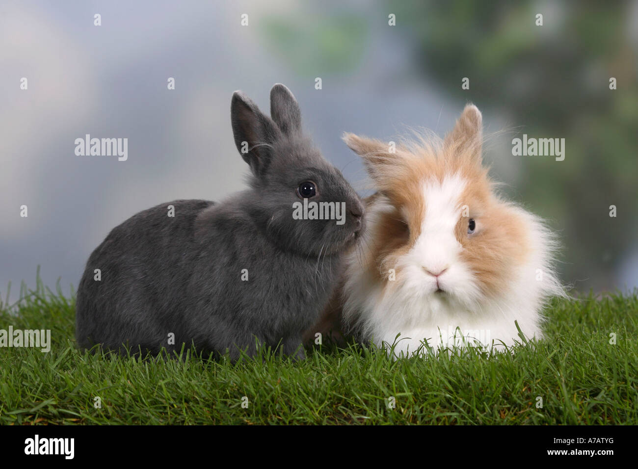 Dwarf Rabbit and Lion maned Dwarf Rabbit Stock Photo - Alamy