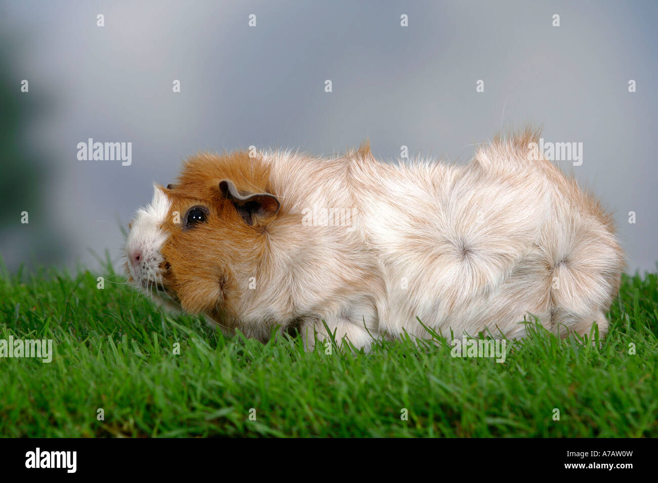 Abyssinian Guinea Pig side Stock Photo - Alamy