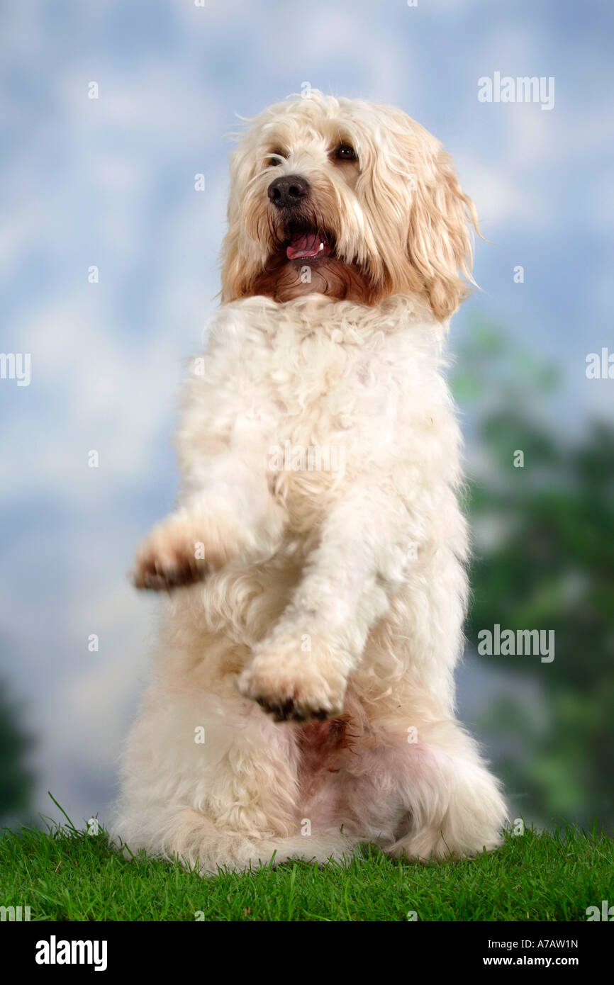 Mixed Breed Dog Stock Photo - Alamy