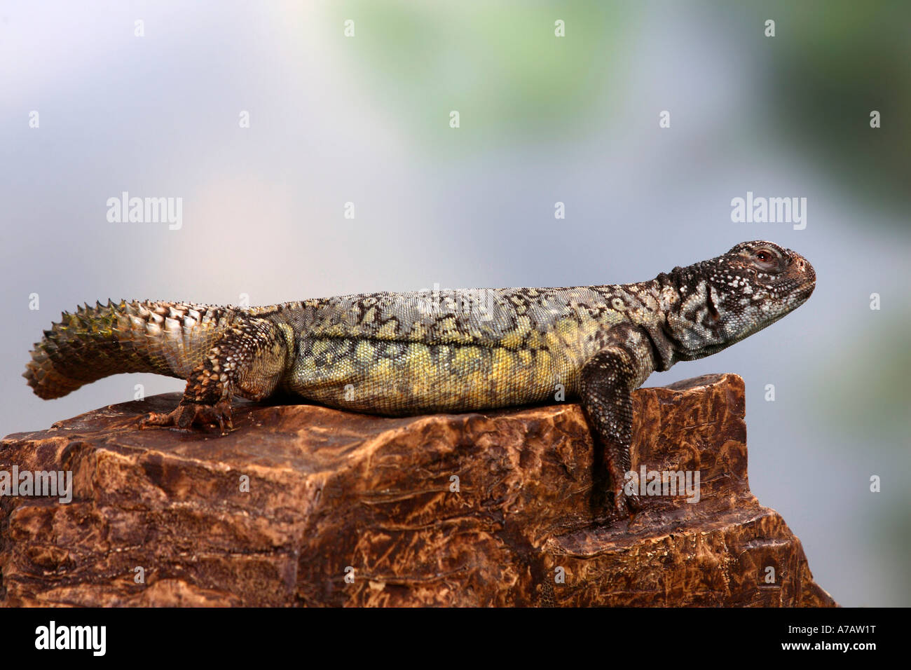 African Spiny tailed Lizard Uromastyx acanthinura Uromastyx ...