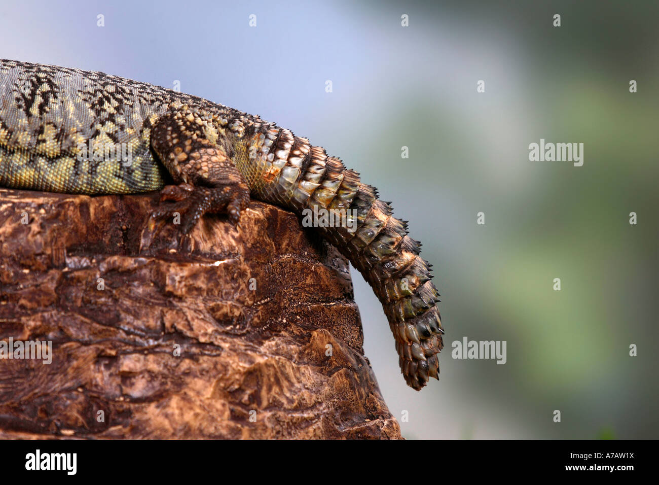 African spiny tailed lizard uromastyx hi-res stock photography and ...