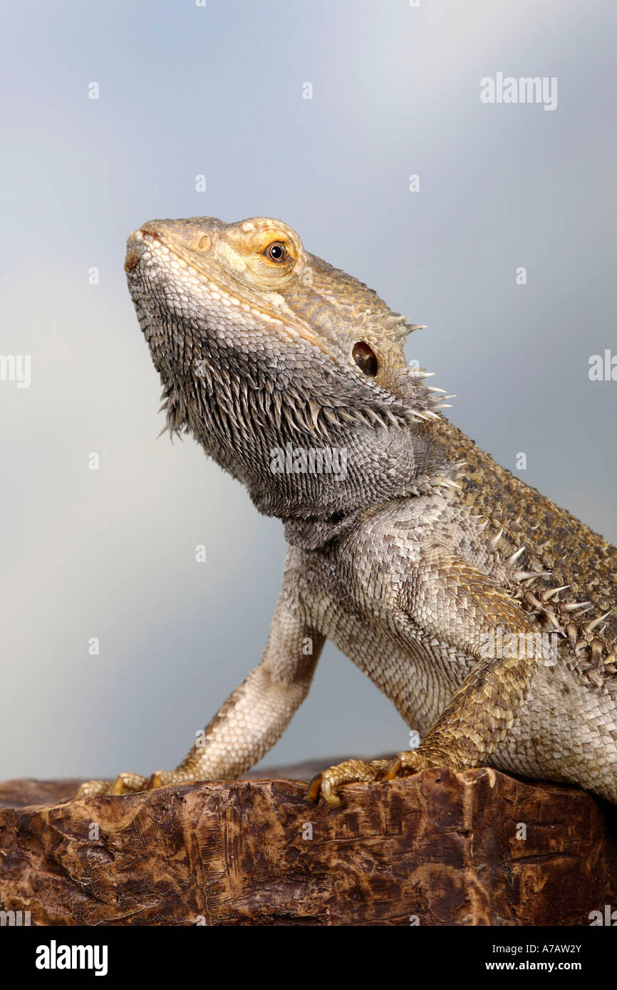 Adult bearded dragon hi-res stock photography and images - Alamy