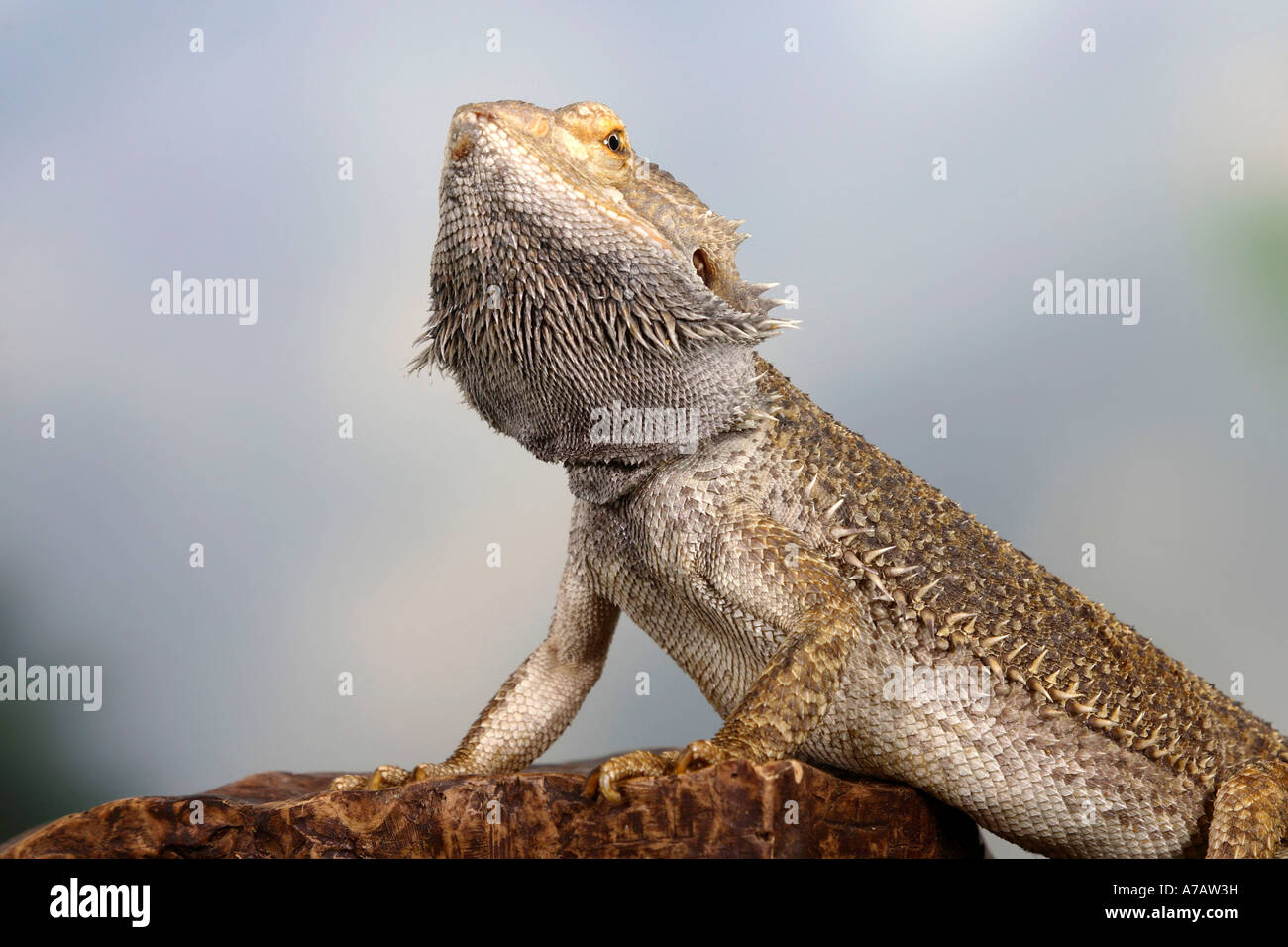Bearded Dragon Amphibolorus vitticeps Pogona barbatus Agama Stock Photo ...