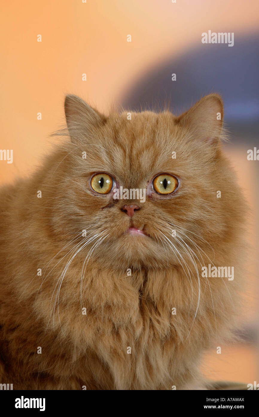 Persian cat hi-res stock photography and images - Alamy