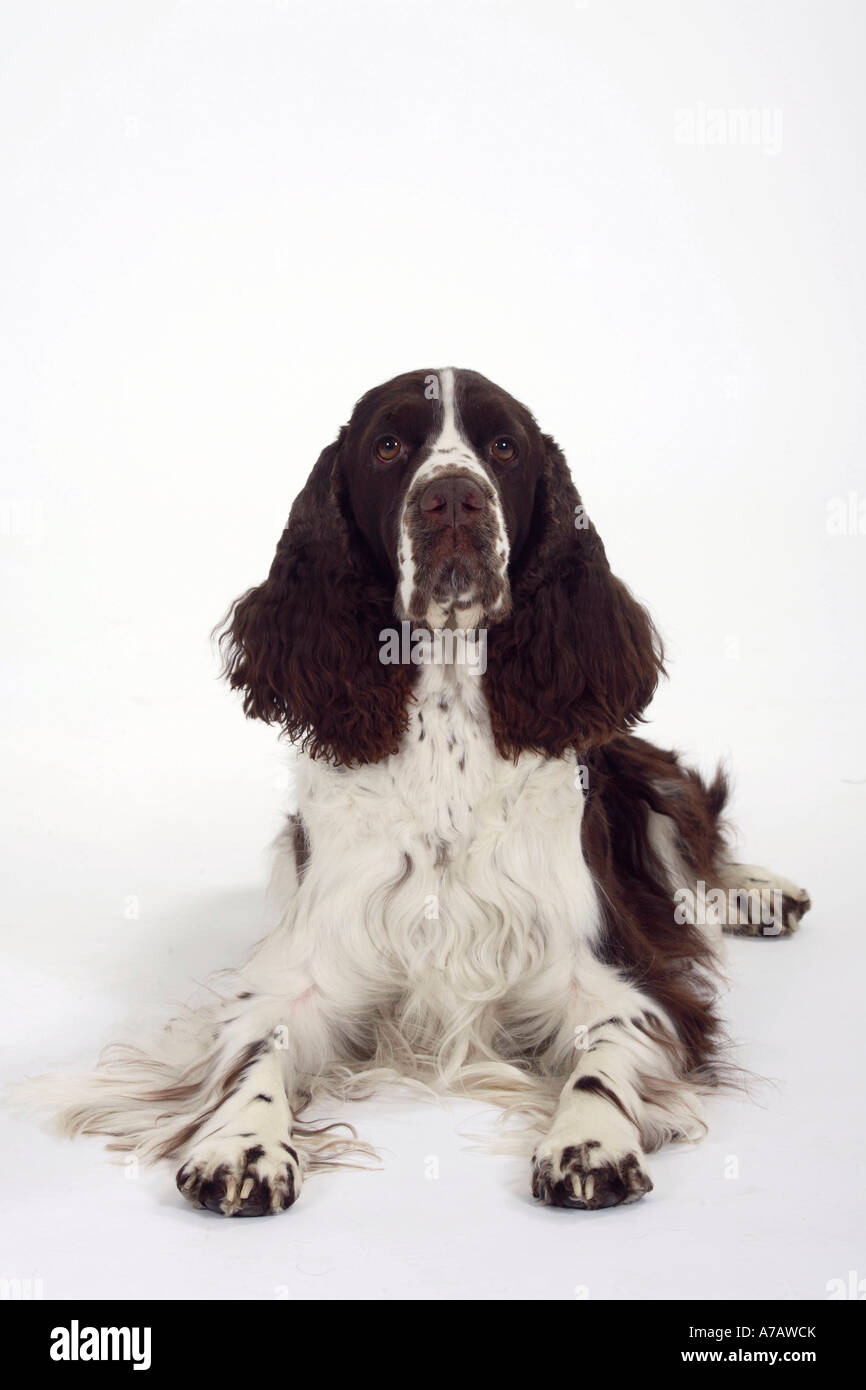 Springer spaniel hi-res stock photography and images - Alamy