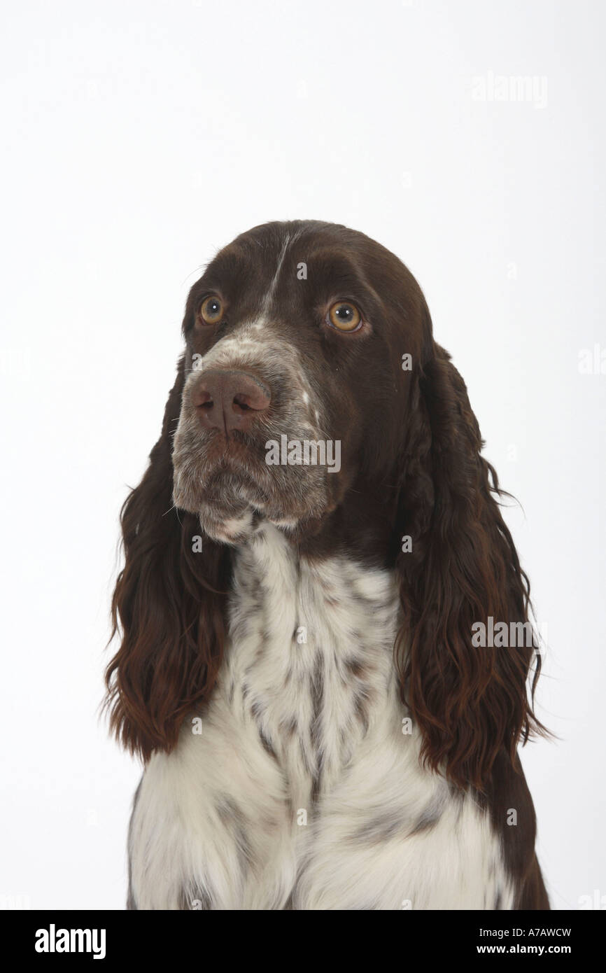 English springer spaniel head hi-res stock photography and images - Alamy