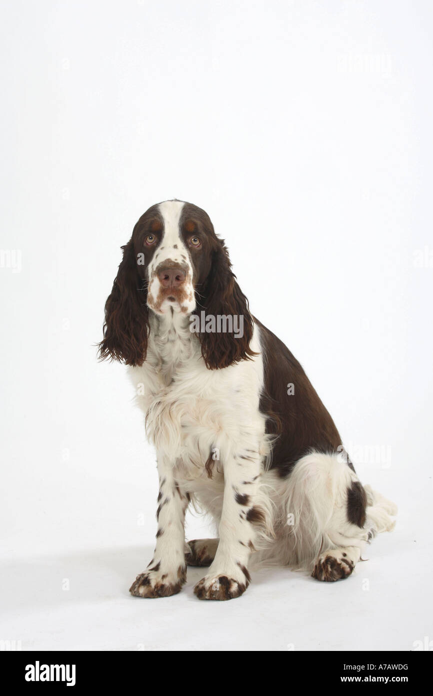 Springer spaniel hi-res stock photography and images - Alamy