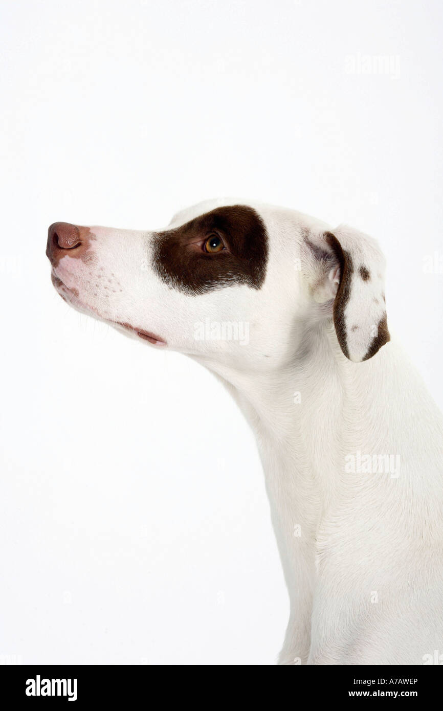 Mixed breed dog studio profile hi-res stock photography and images - Alamy