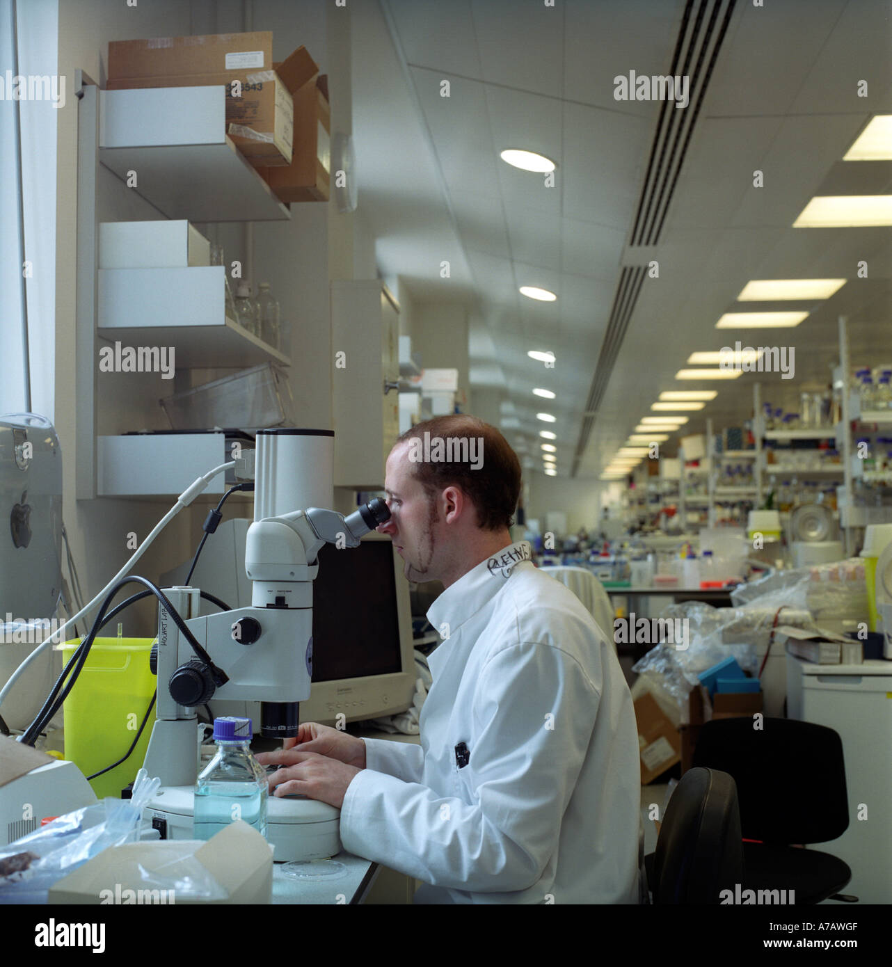 Biology research student in laboratory, looking in microscope, London ...