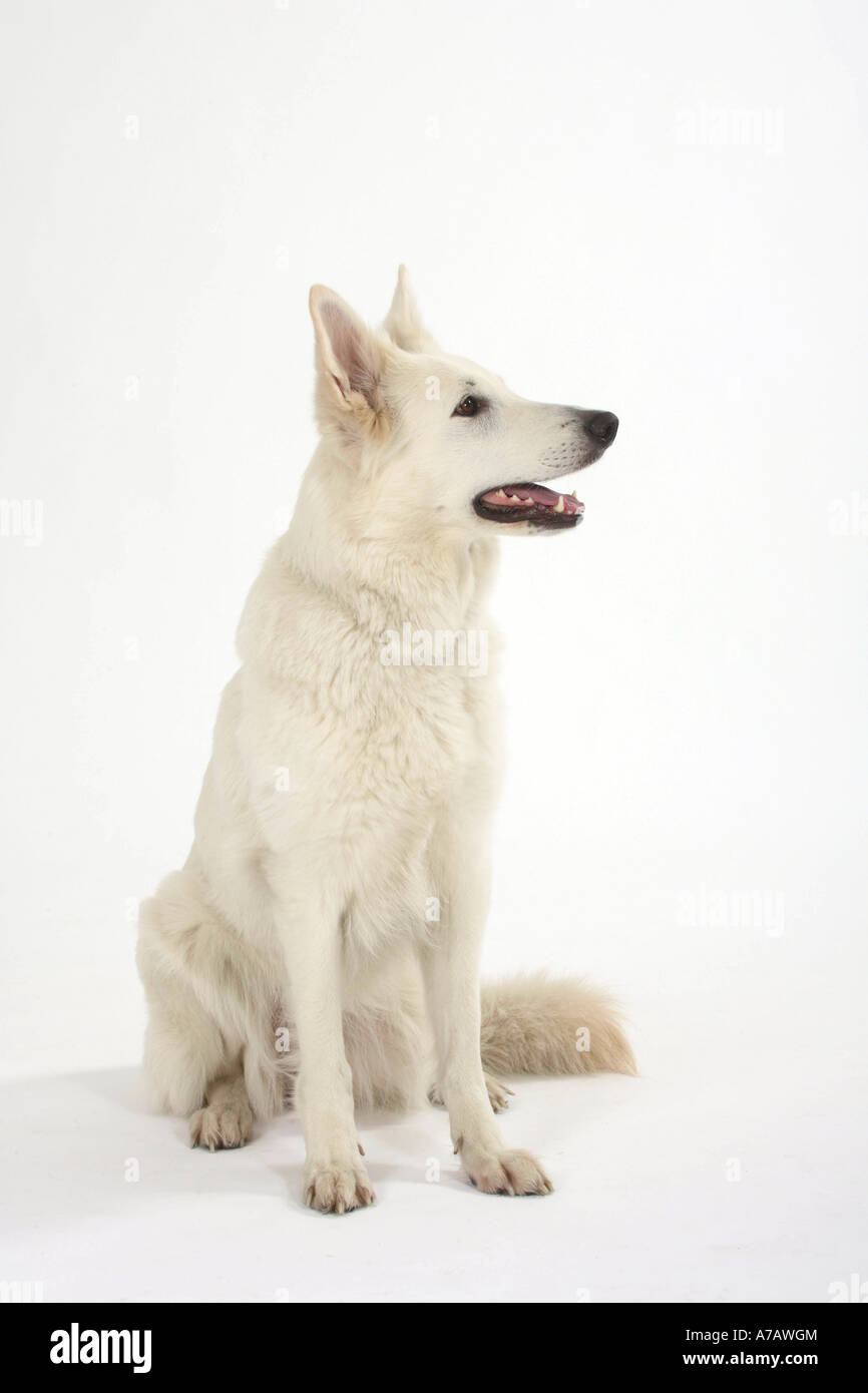 White Swiss Shepherd Dog Berger de Swisse Stock Photo - Alamy