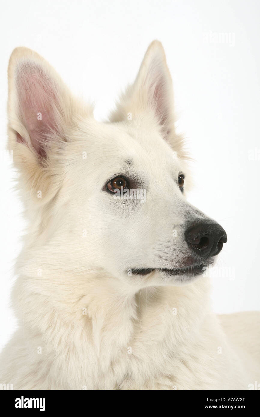 White Swiss Shepherd Dog Berger de Swisse Stock Photo - Alamy