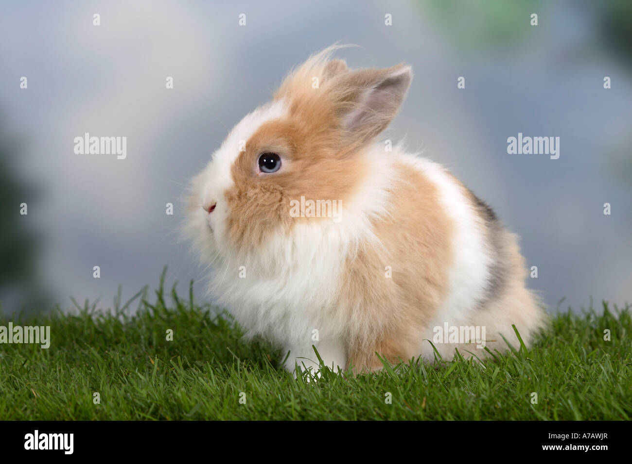 Lion maned Dwarf Rabbit Stock Photo - Alamy