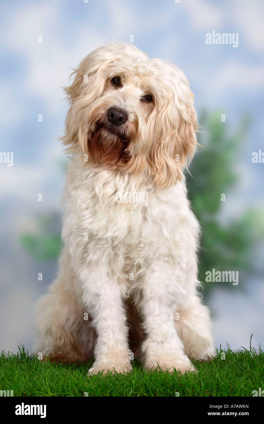 Mixed Breed Dog Stock Photo - Alamy