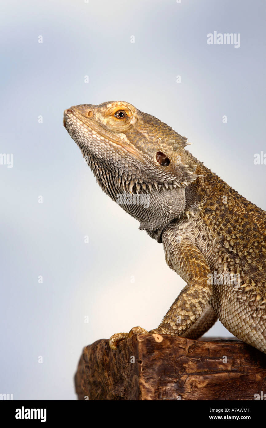 Bearded Dragon Amphibolorus vitticeps Pogona barbatus Agama Stock Photo ...