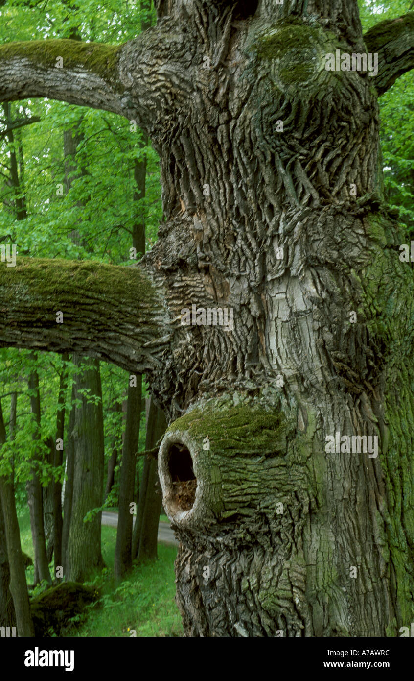 old oak tree trunk and bark in old artificcial lake system near Trabon ...