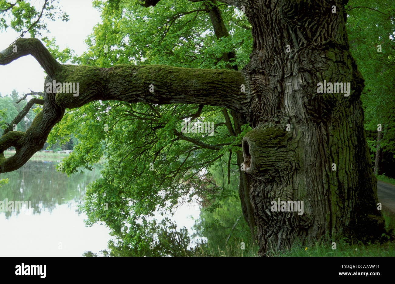 old oak tree with trunk and bark on artificial lake system at Trabon ...
