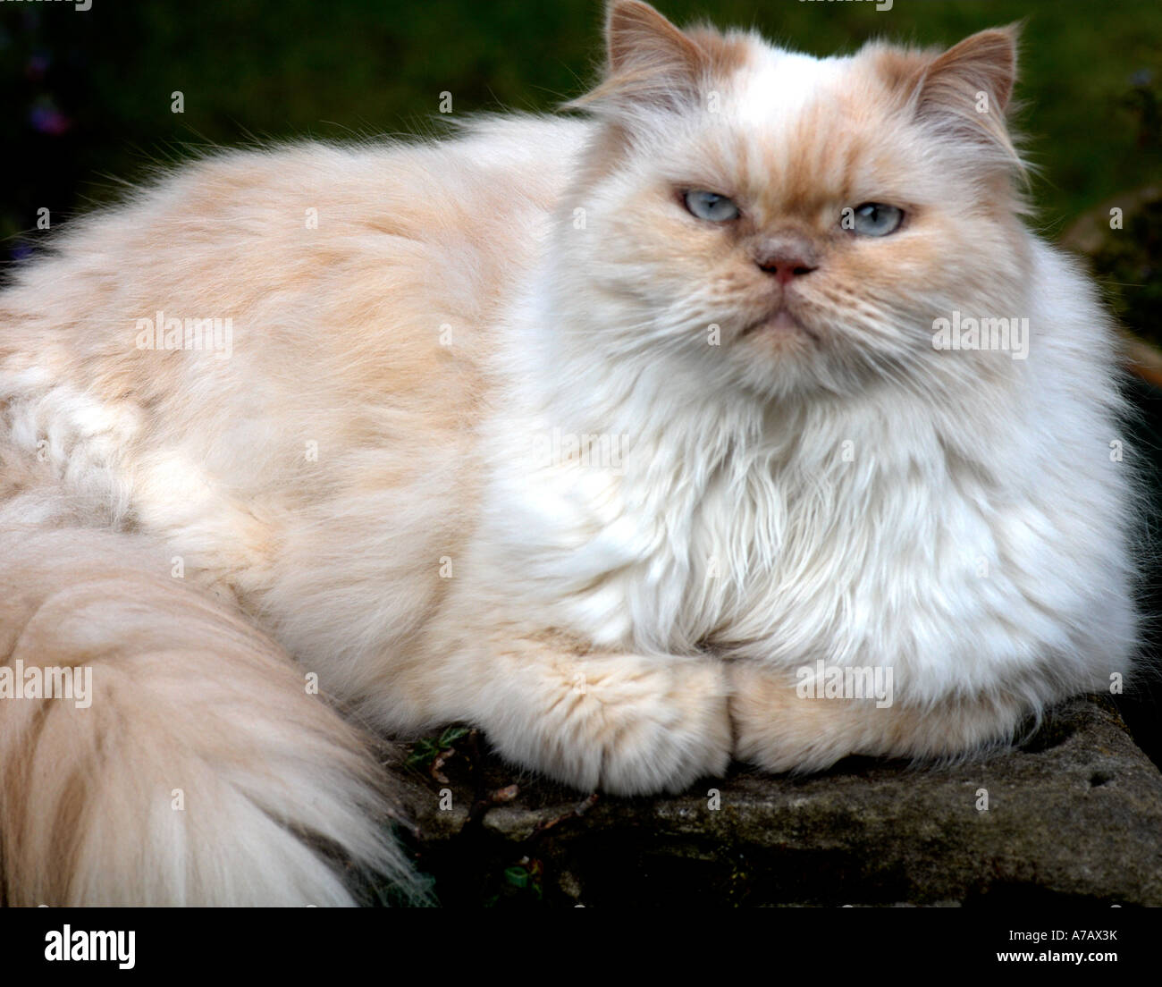 Pedigree Persian Cat Stock Photo - Alamy