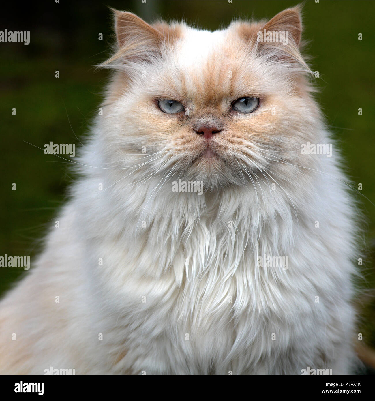 Pedigree Persian Cream Point Cat Stock Photo - Alamy